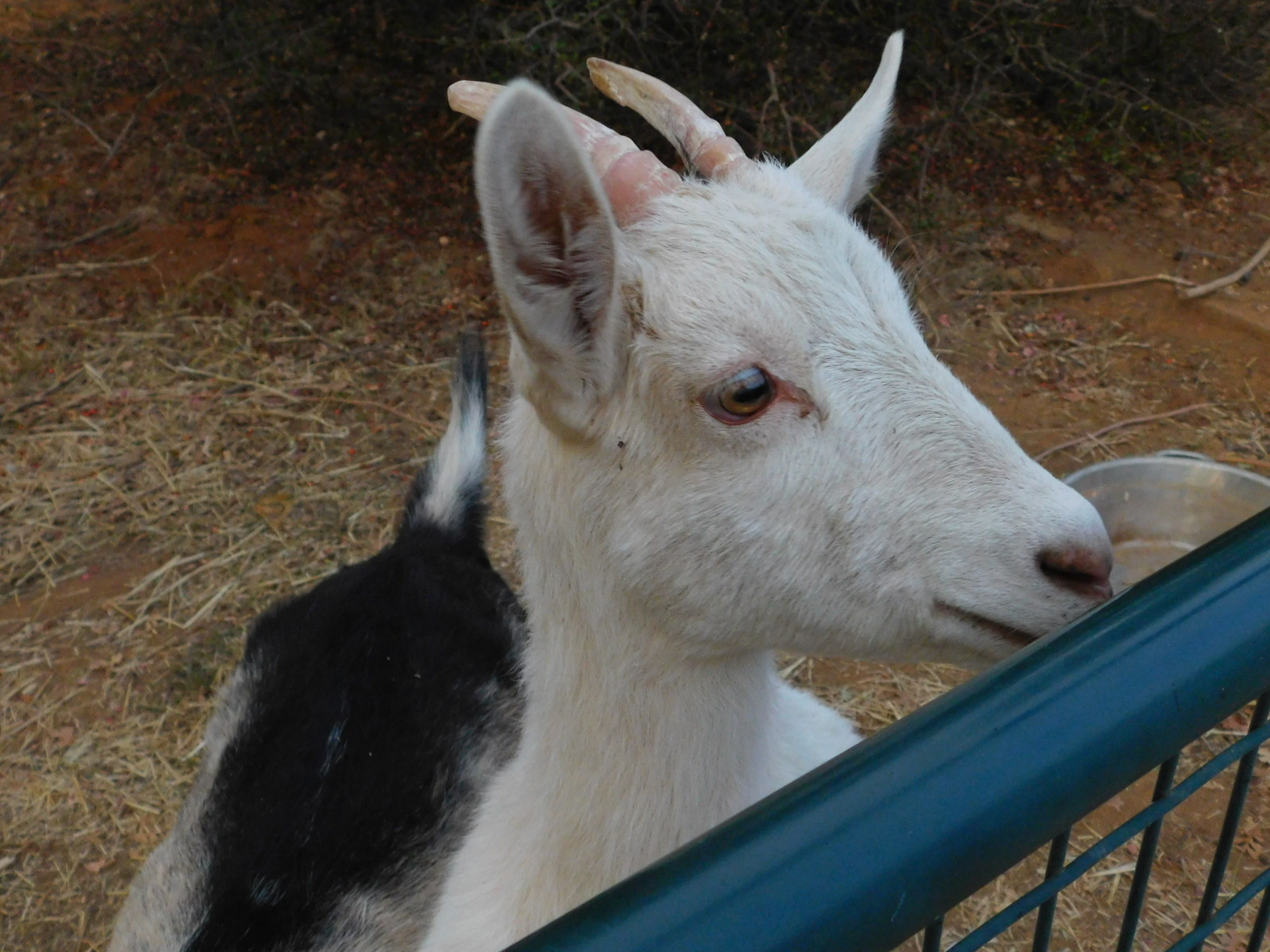 What to do if Your Goats are Killed by Dogs - Goat Journal